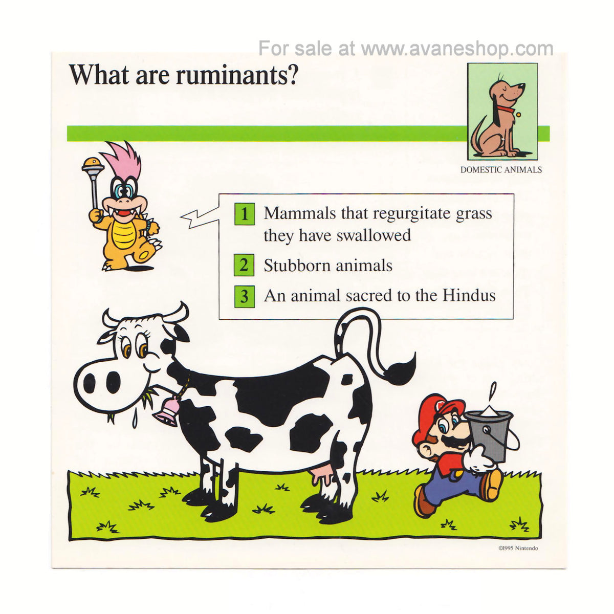 Ruminant Cartoon